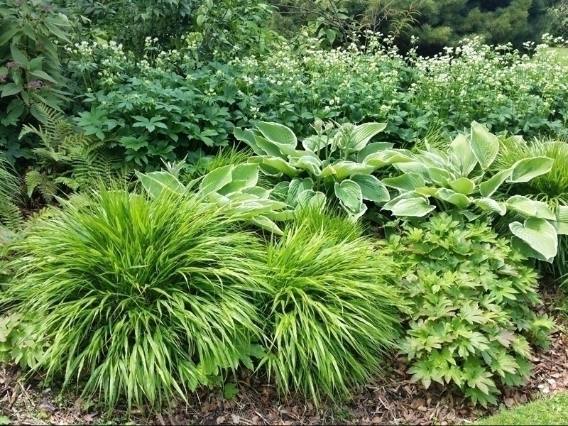 Graphic massif for cool shade - Irish blog Promesse de fleurs