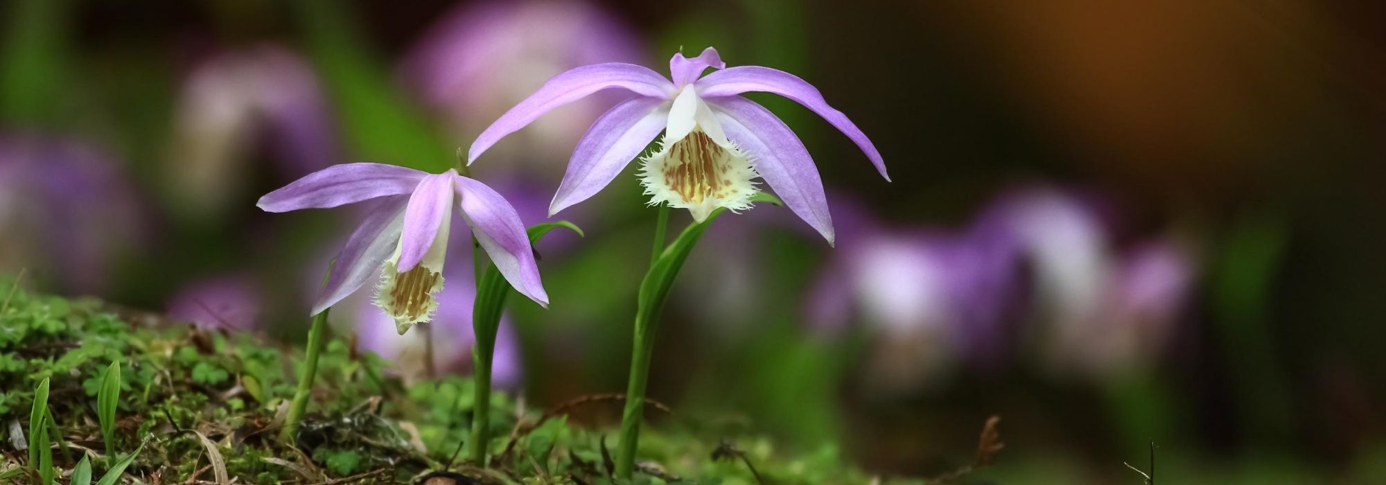 Pleione: planting, growing, and care - Promesse de Fleurs