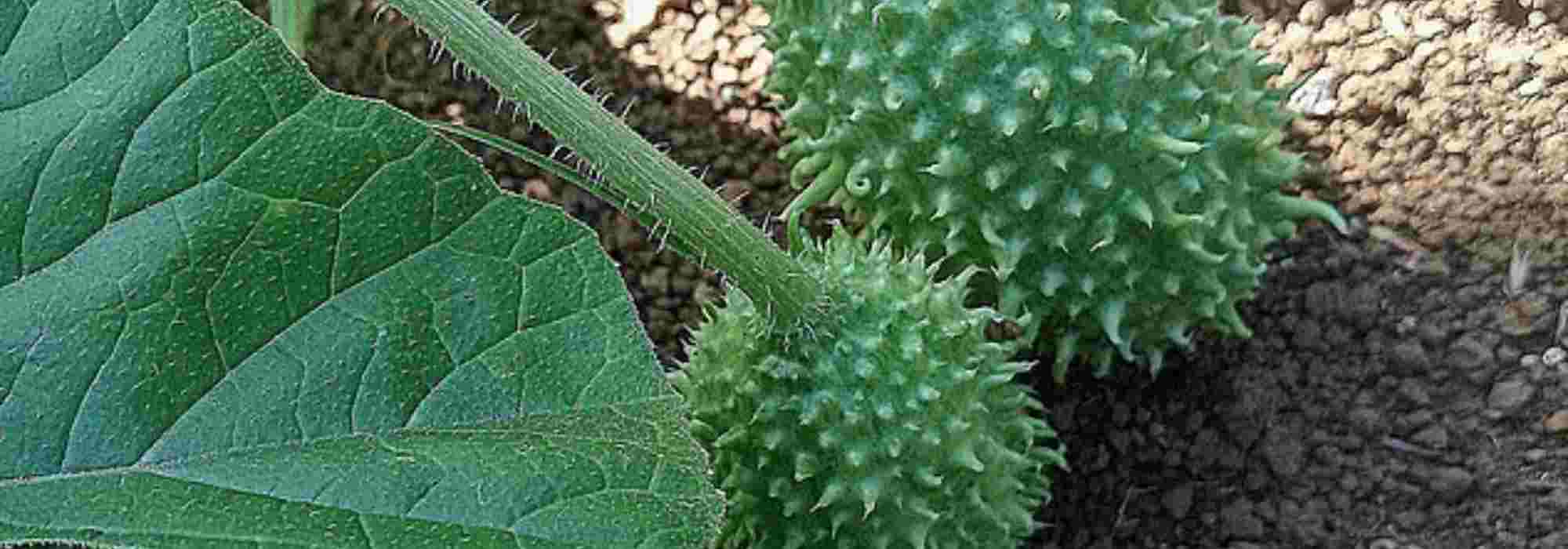 Bur cucumber: an exotic fruit vegetable that is easy to grow