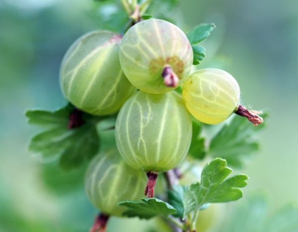 How to propagate gooseberry?