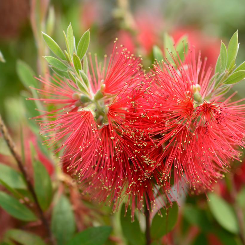 Plants For Alabama Callistemon Bush Bottlebrush Plant Callistemon ...