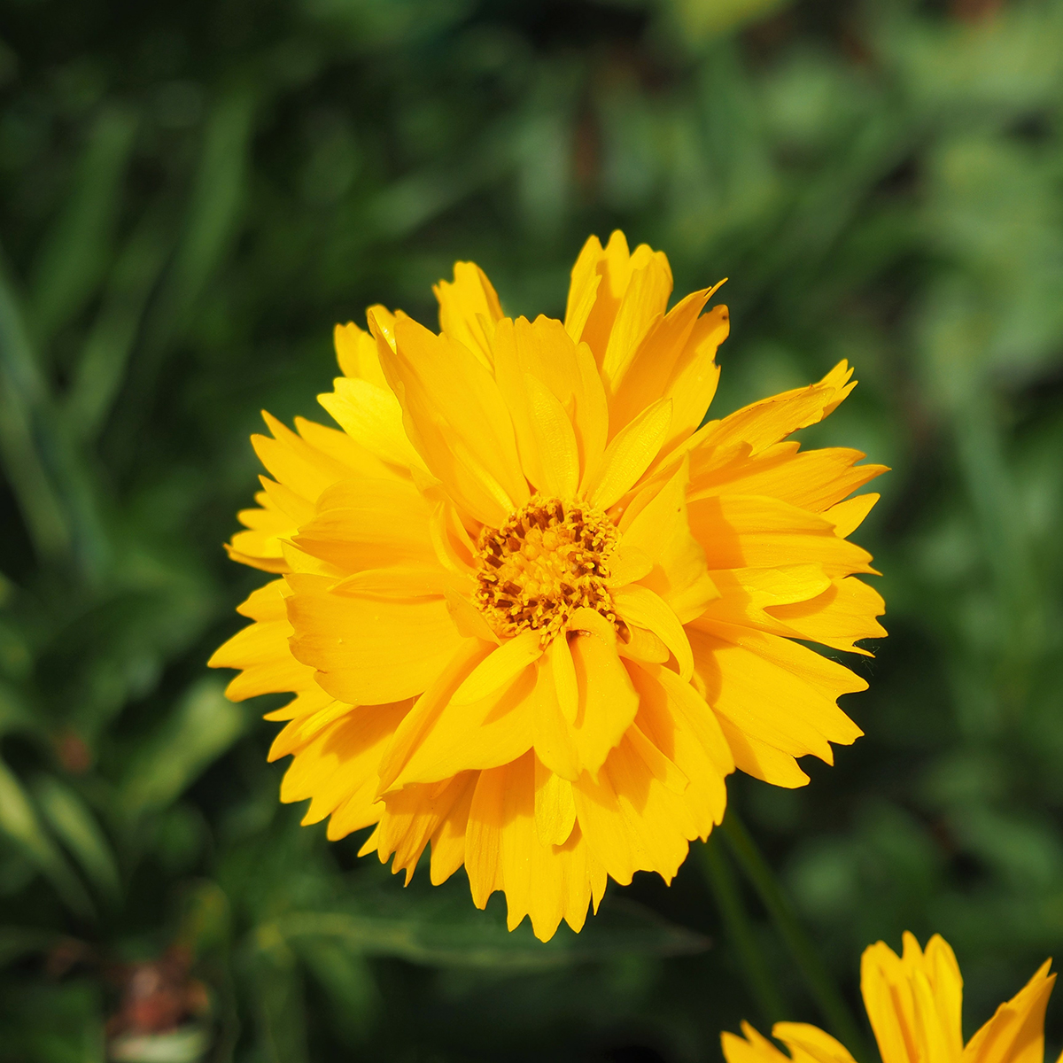 sunray coreopsis