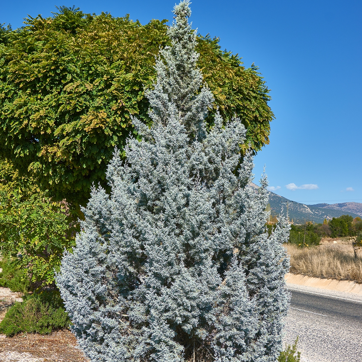 moonglow juniper tree