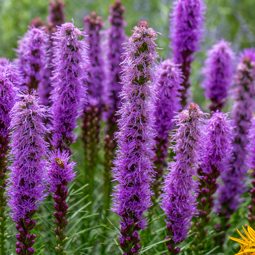Liatris pycnostachya A perennial with long spikes of purplish pink flowers