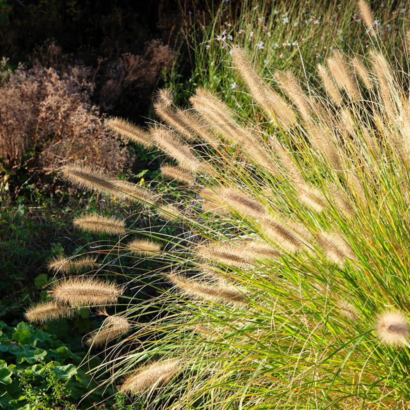 Pennisetum alopecuroides hameln store
