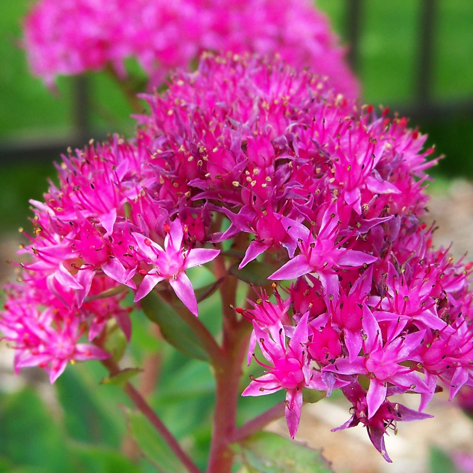Sedum spectabile store