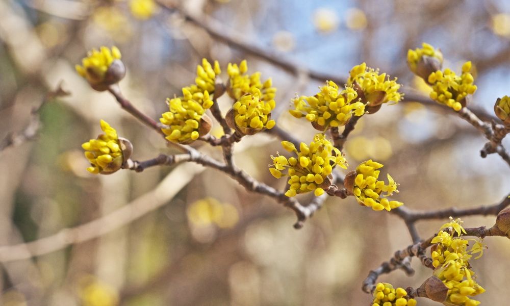 Promesse de fleurs, quality garden plants since 1950