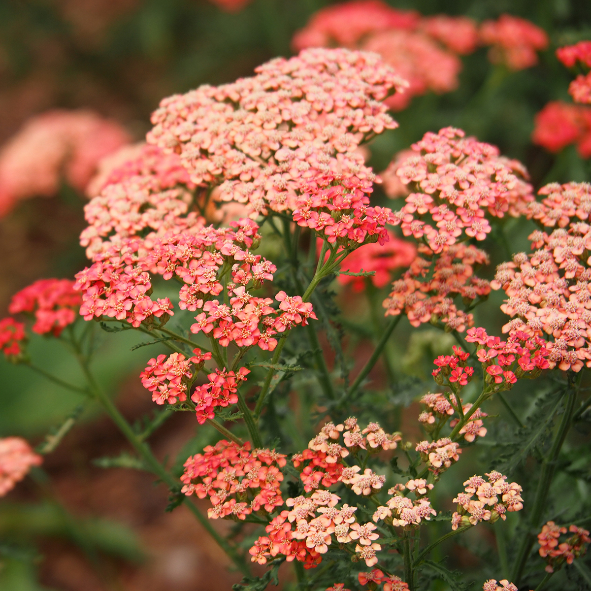 Achillea millefolium 'Apricot Delight' (Tutti frutti) - Pink-flowered ...