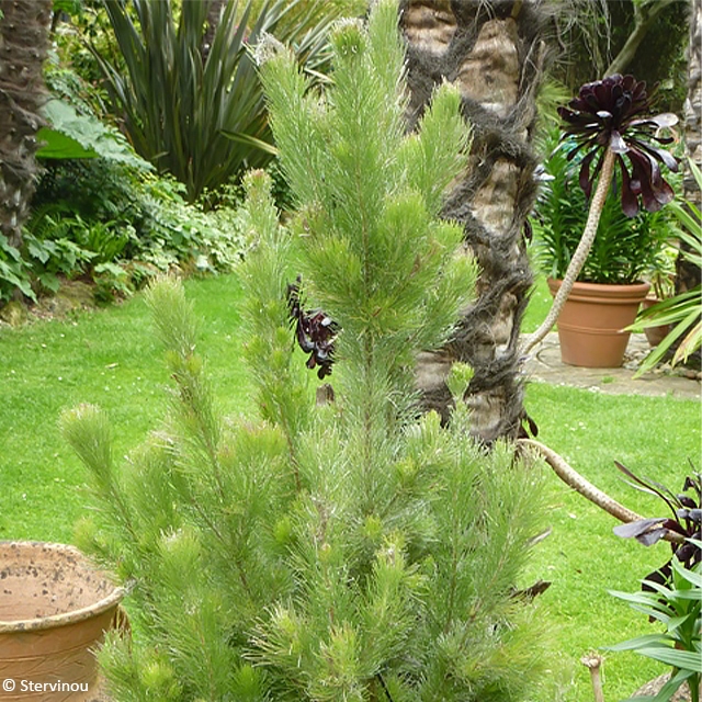 Adenanthos sericeus - Woollybush or wooly bush - Australian shrub with ...