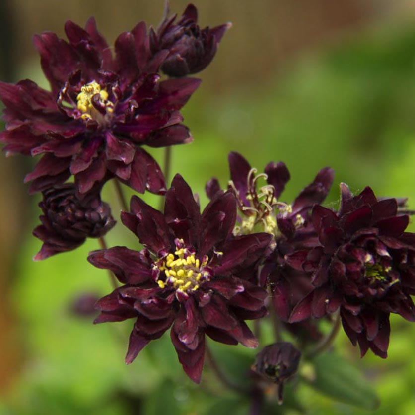 Clementine Dark Purple Columbine - Aquilegia very double, deep purple.