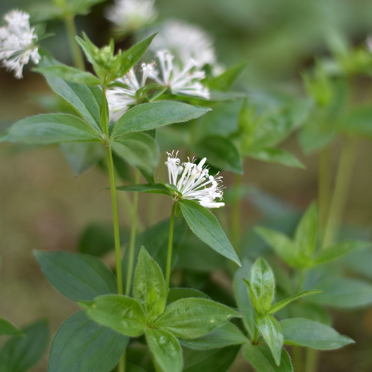 Asperula taurina - White-flowered Asperula