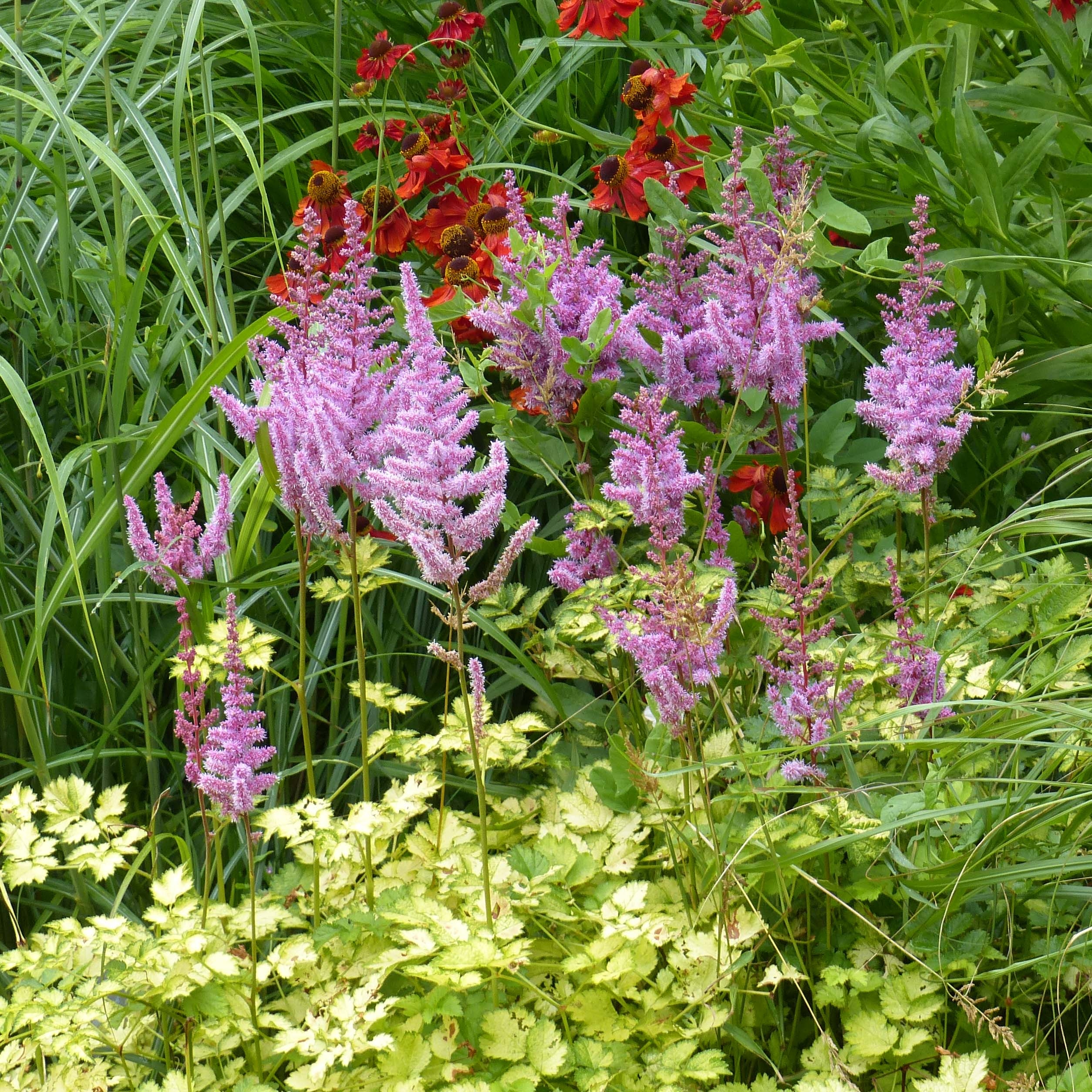 Astilbe Color Flash Lime Beauty of Lisse - small variety with golden ...