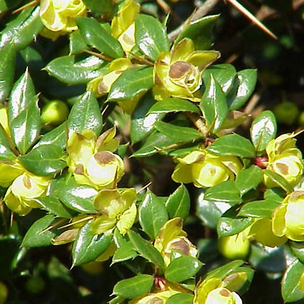 Berberis verruculosa - Evergreen barberry with persistent green foliage ...