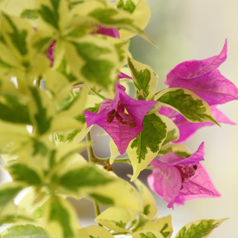 Bougainvillea glabra Variegata - Variegated Bougainvillea with pinkish ...
