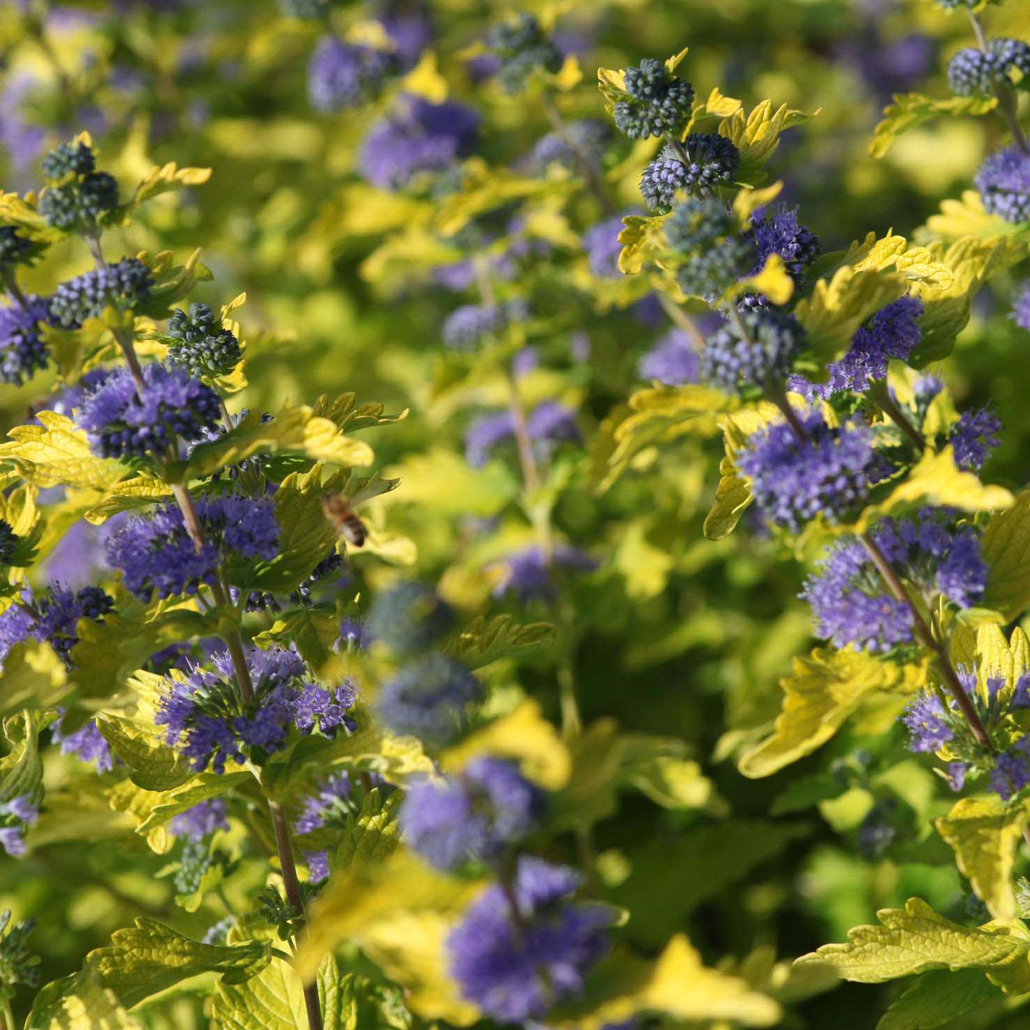 Caryopteris clandonensis Hint of Gold - Bluebeard with golden foliage