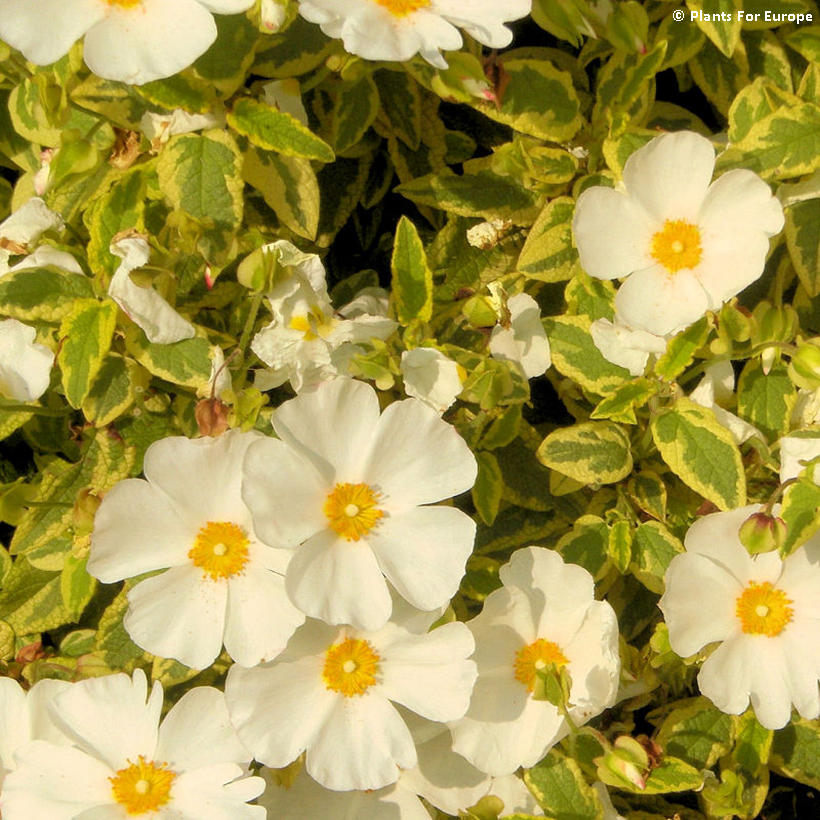 Cistus x hybridus Little Miss Sunshine - Variegated Rockrose with ...