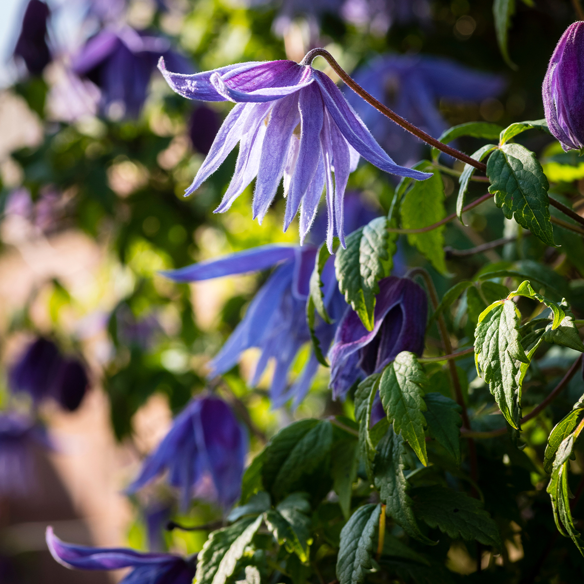 Clematis macropetala - Clematis with semi-double blue-violet bell ...