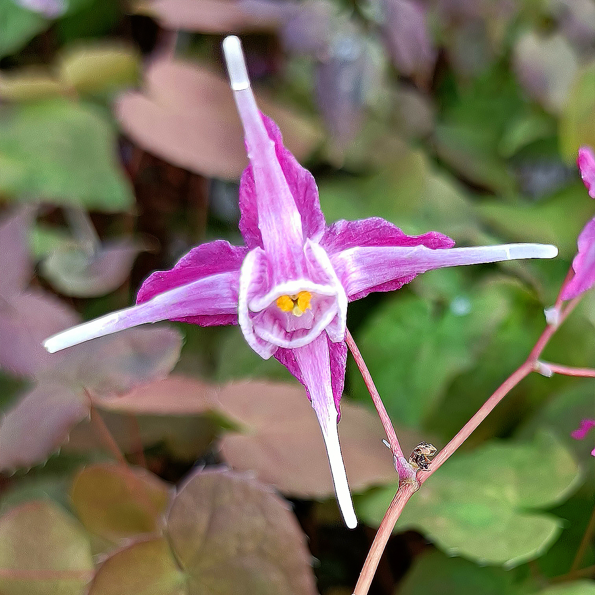 Epimedium grandiflorum Purple Pixie - Fairy Wings with large bright ...