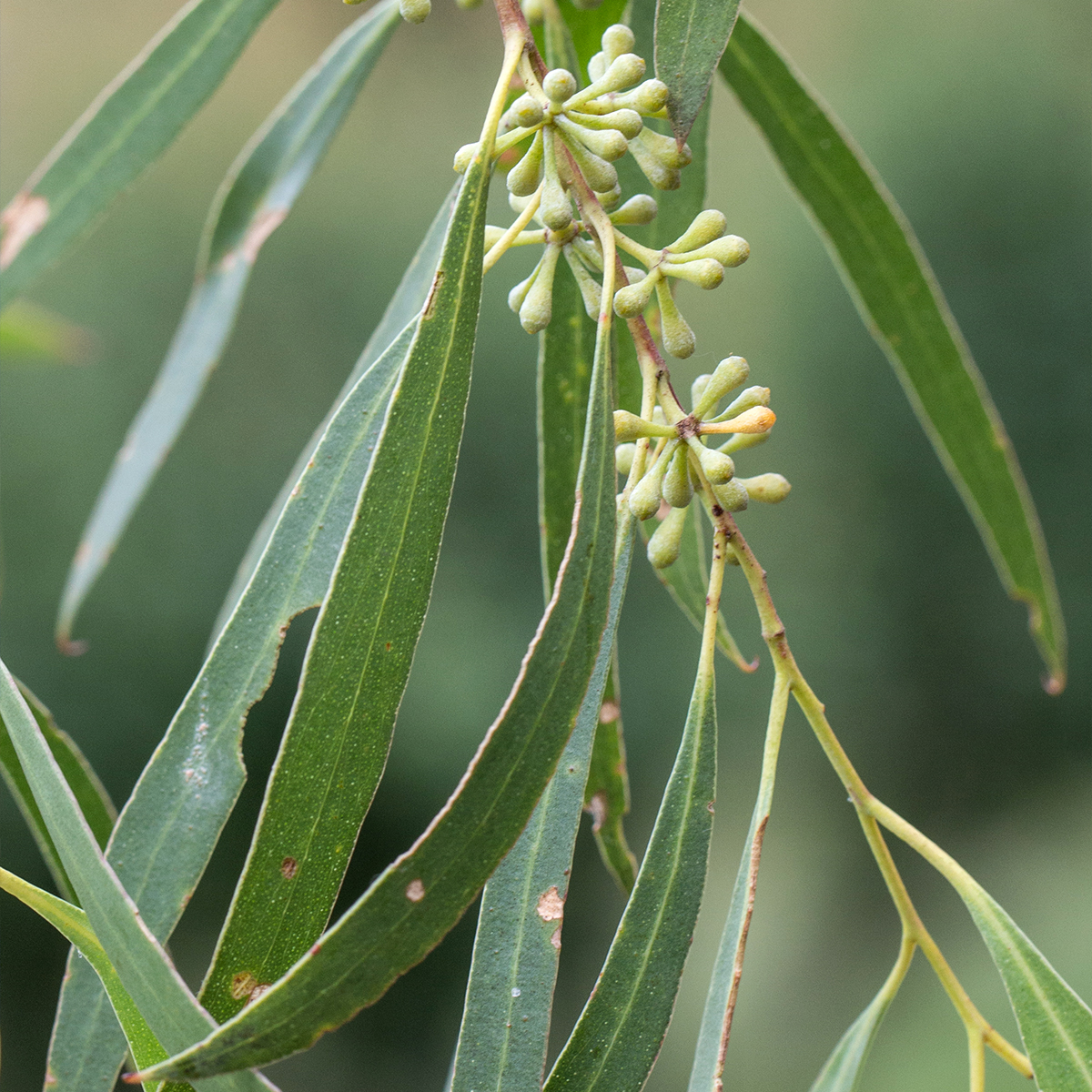 Eucalyptus salicifolia - Black Mint-scented Gum Tree