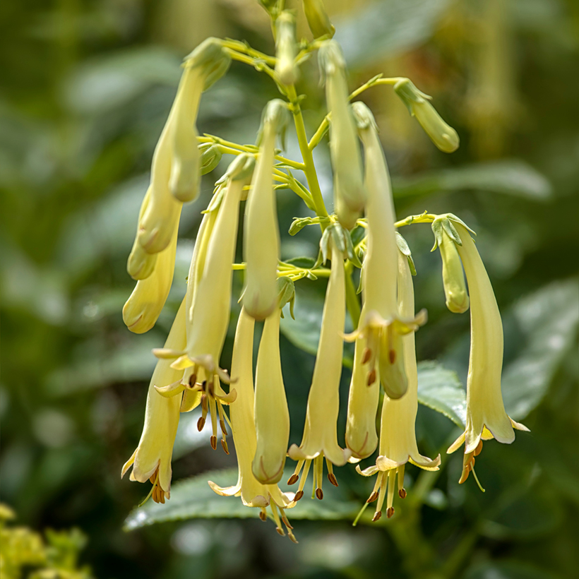 Cape Fuchsia - Phygelius rectus 'Moonraker', with long cream-yellow ...