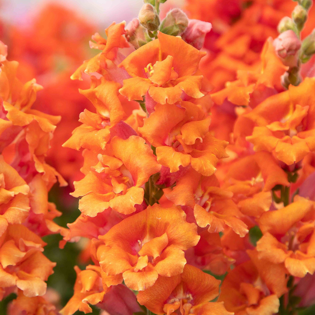 Antirrhinum majus Sweet Duet Peach, Snapdragon with large, fragrant ...