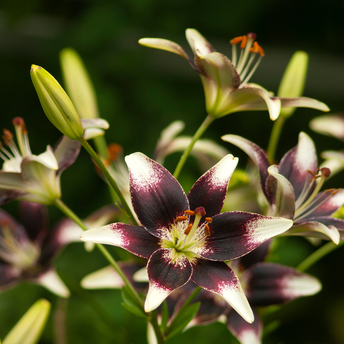 Lilium Netty's Pride - Asiatic Lily - Hybrid - Bicoloured purple and ...