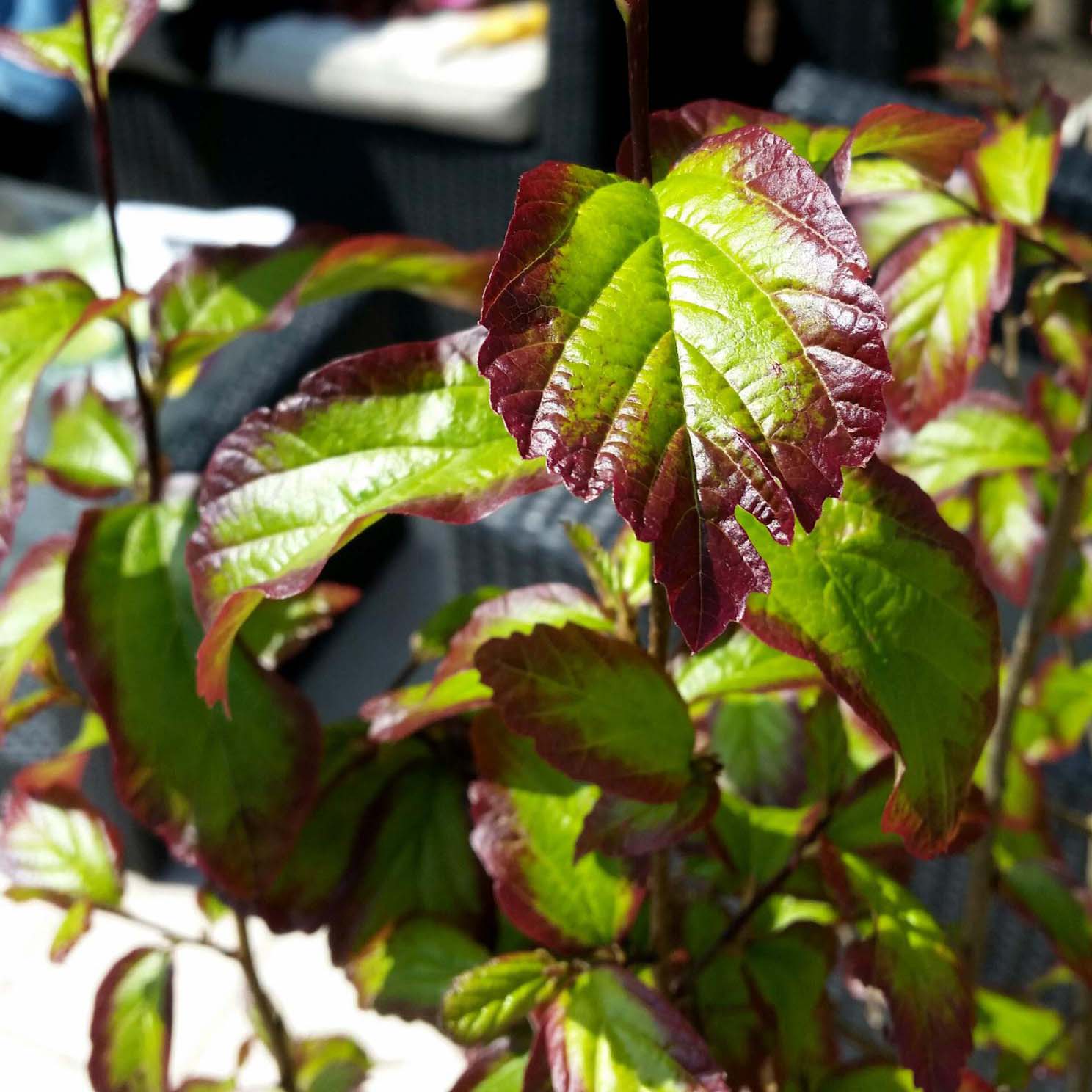 Parrotia persica Persian Spire - Remarkable ironwood tree with striking ...