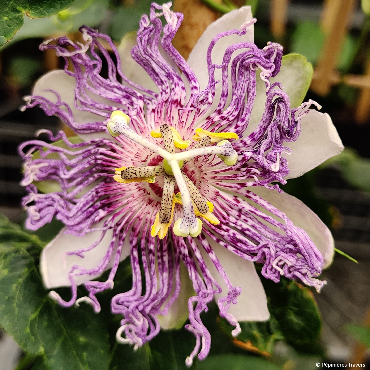 Passiflora incarnata 'Eia Popeia' - Hardy edible passionflower with ...