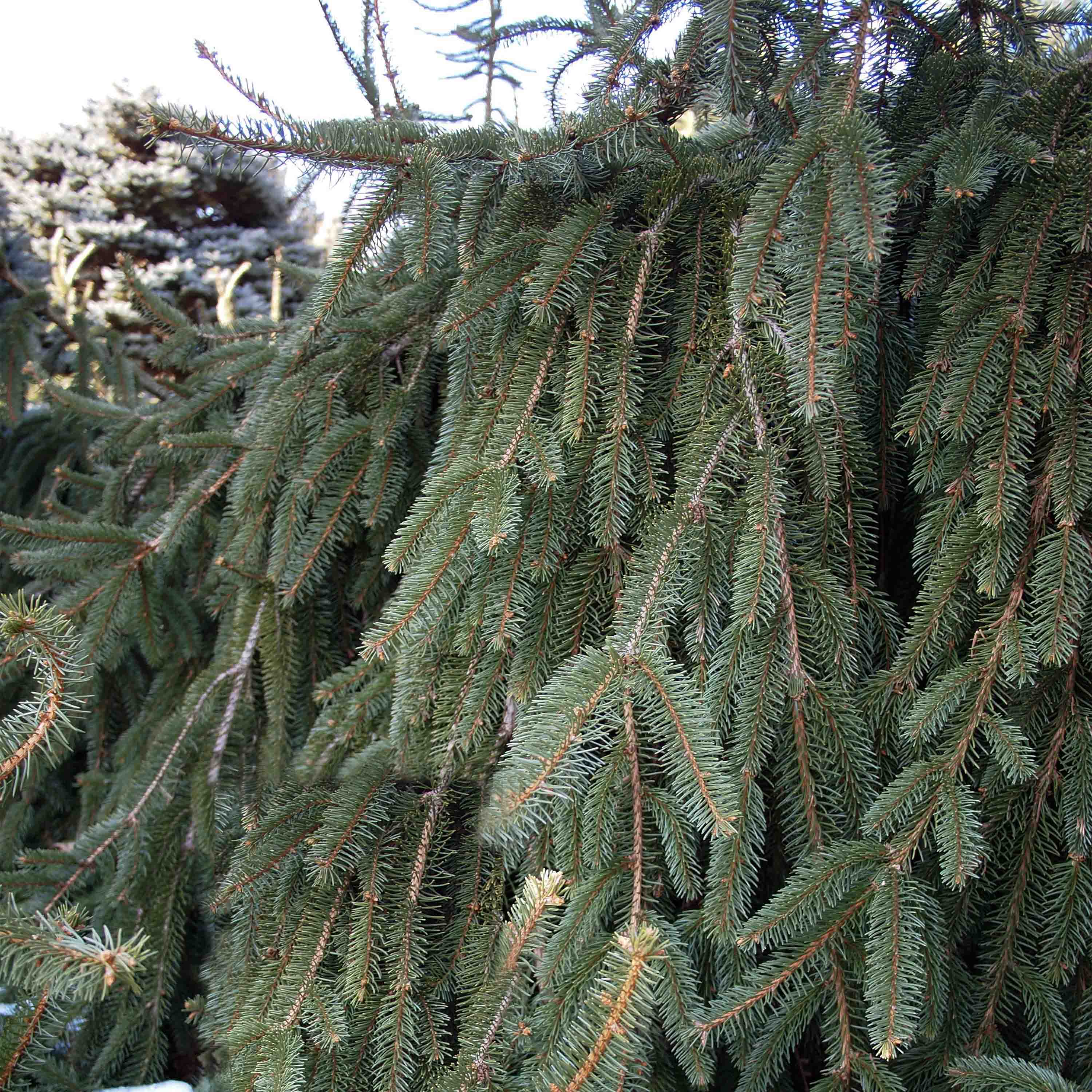 Picea abies Inversa - Weeping Spruce - Very weeping inverted fir