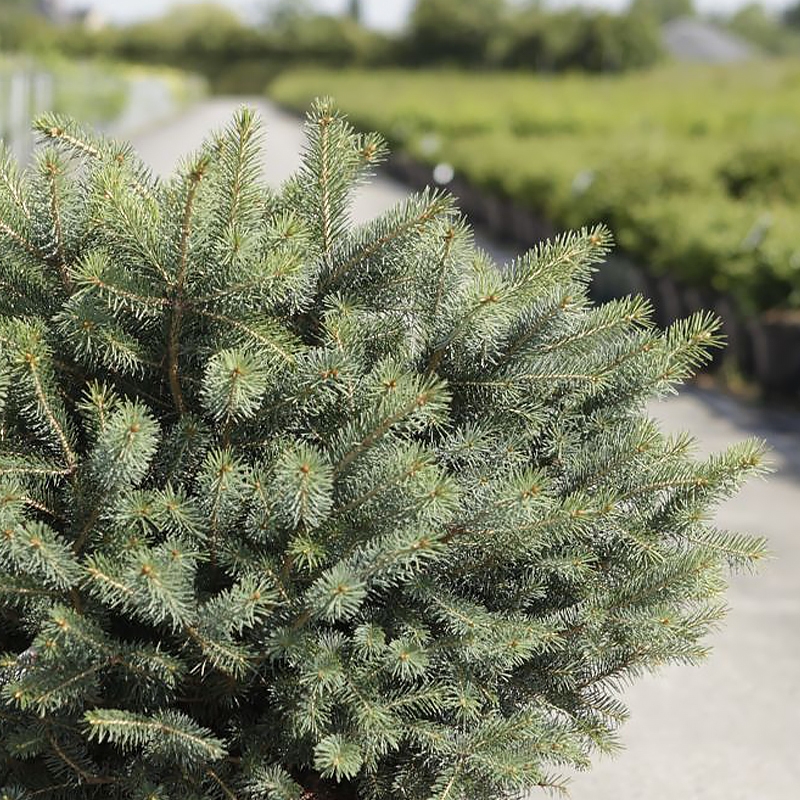 Picea sitchensis Nana - Dwarf Sitka Spruce, globose, very compact, of ...