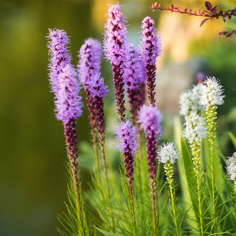 Liatris spicata 'Kobold' - Kansas Feather with mauve violet flower spikes.