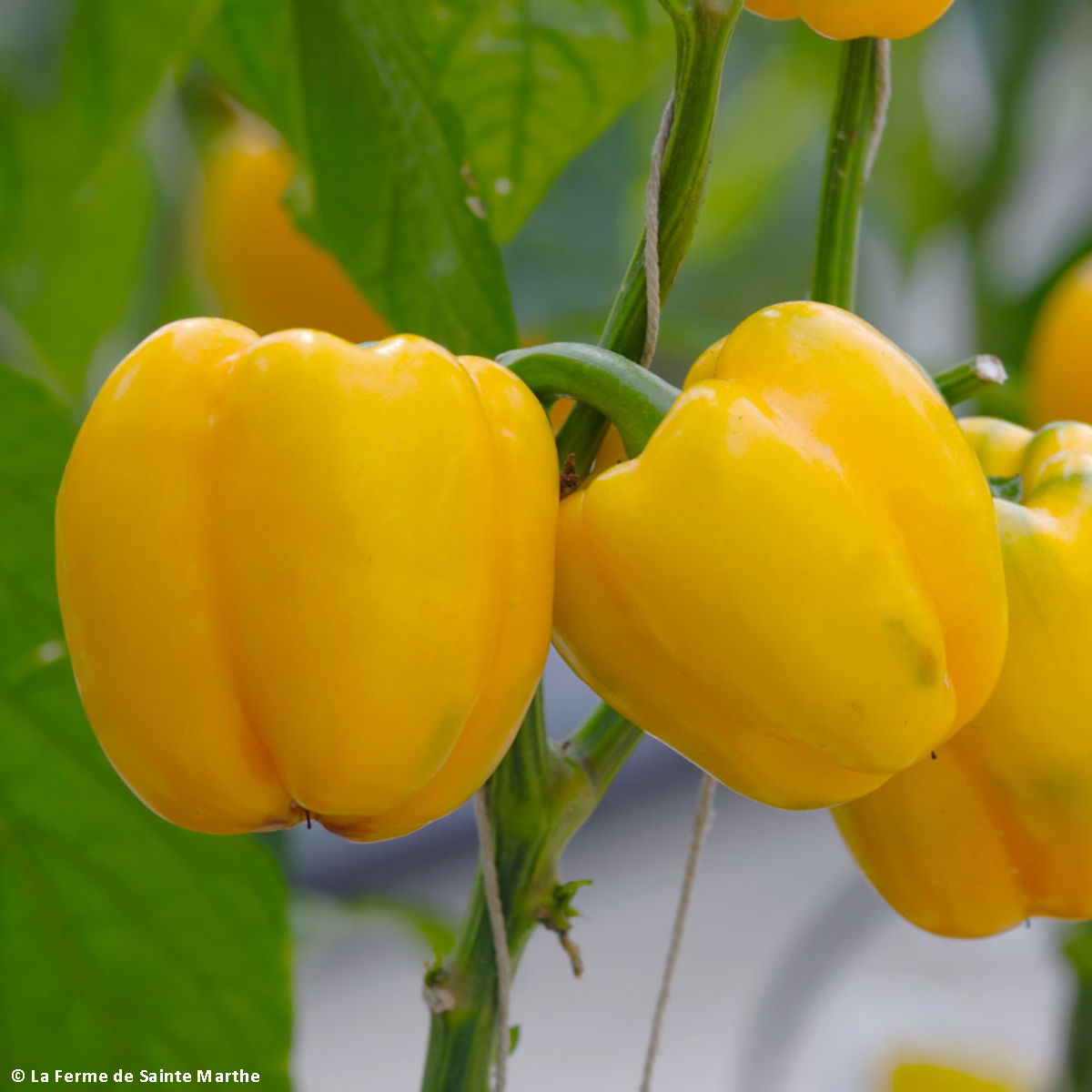 Square Yellow Asti Pepper - Quadrato d'Asti Giallo - Organic Seeds ...