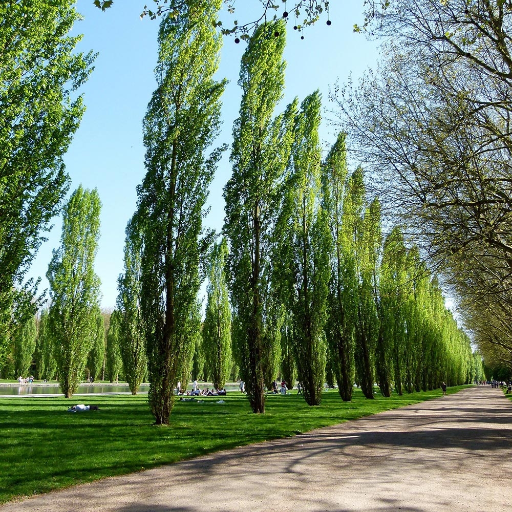 Italian Poplar - Populus nigra Italica - Tree with a very narrow habit.