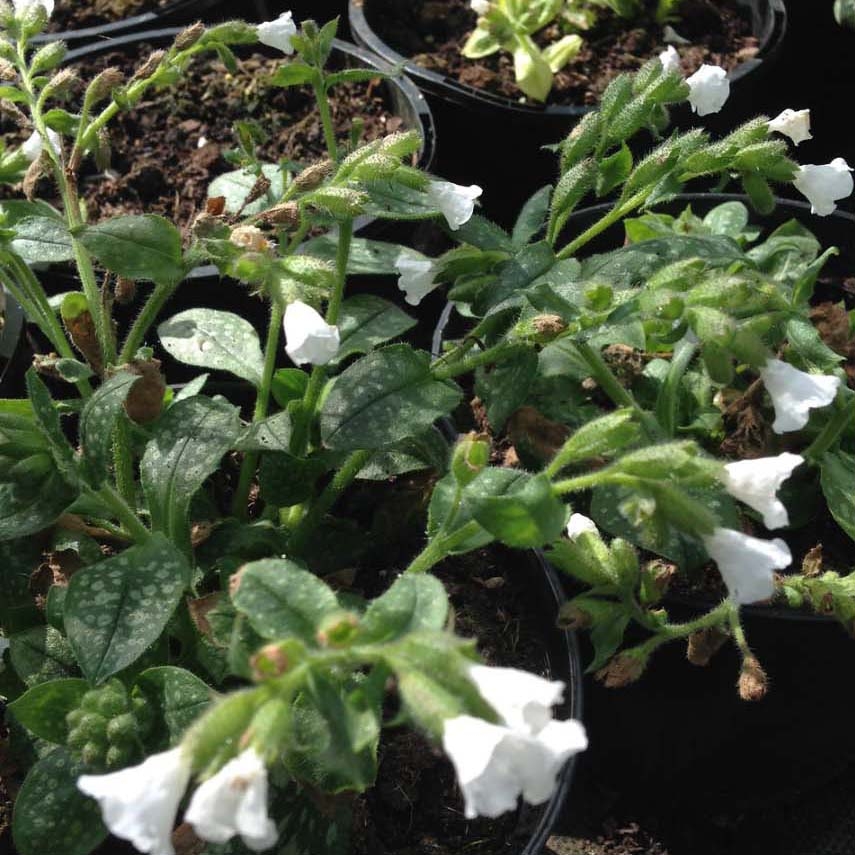 Pulmonaria 'Ice Ballet' - A lungwort with pure white flowers on marbled ...
