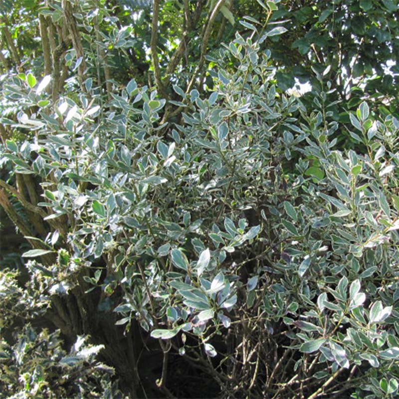 Alaternus Argenteovariegata - Rhamnus alaternus with variegated foliage