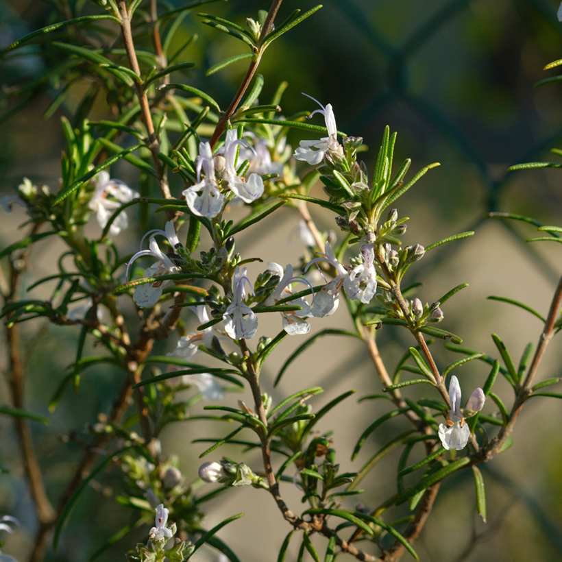 Rosmarinus officinalis Albiflorus - Rosemary - Aromatic with white flowers