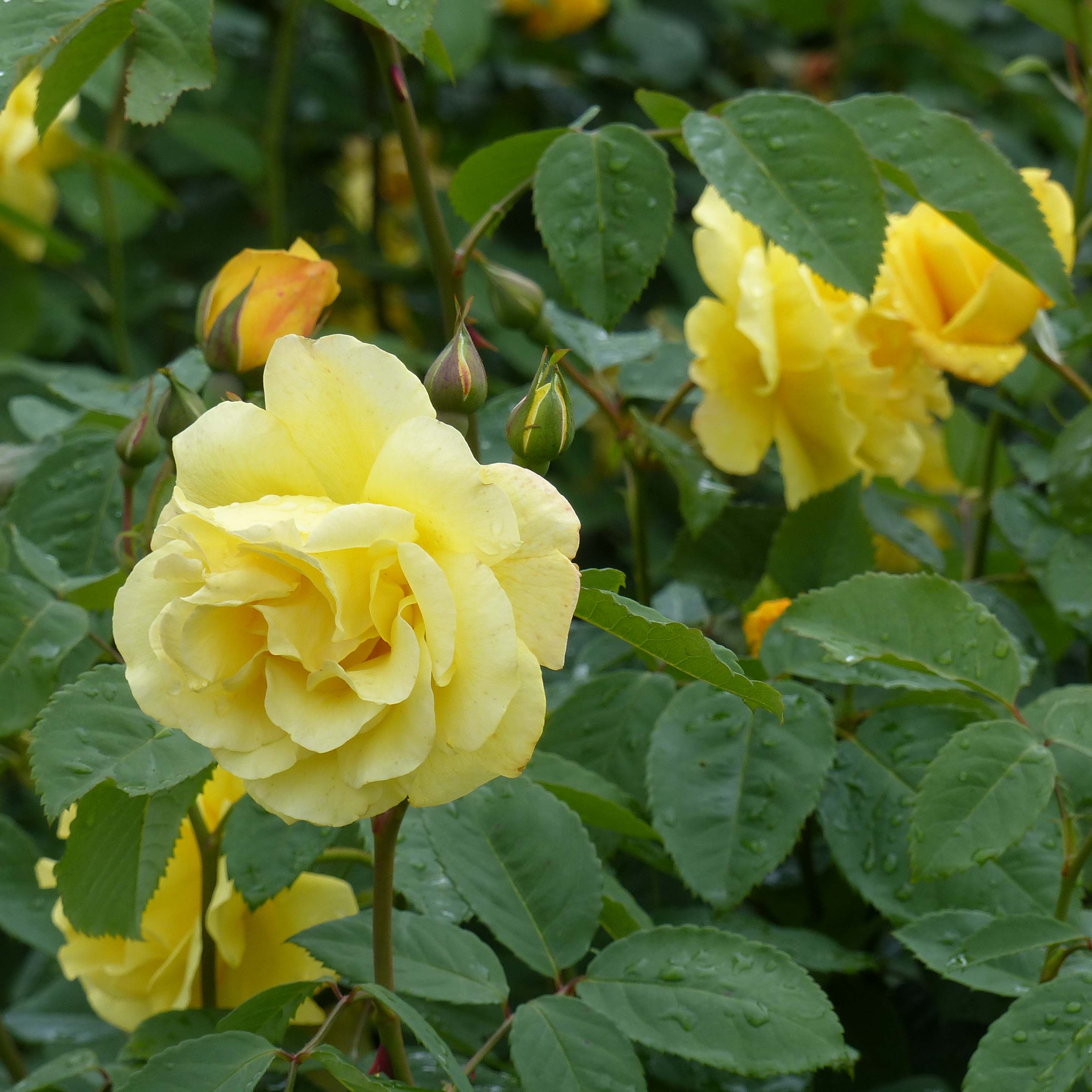 'Golden Gate' Rose - Climbing Rose with a lemon-scented, repeat ...
