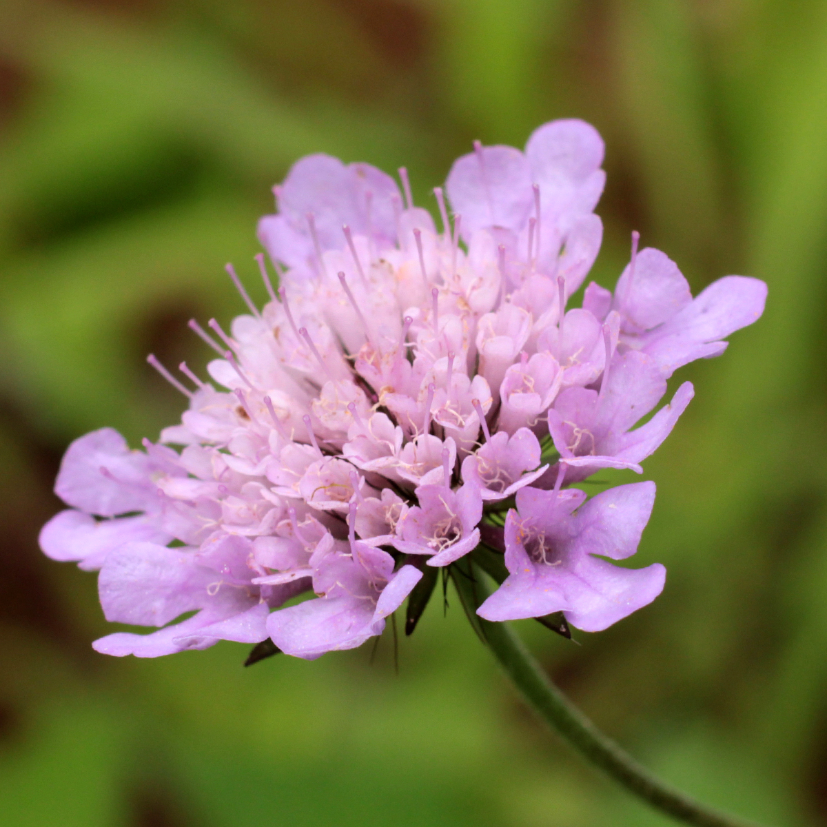 Scabiosa columbaria Pincushion Pink - Perennial scabious forming a ...