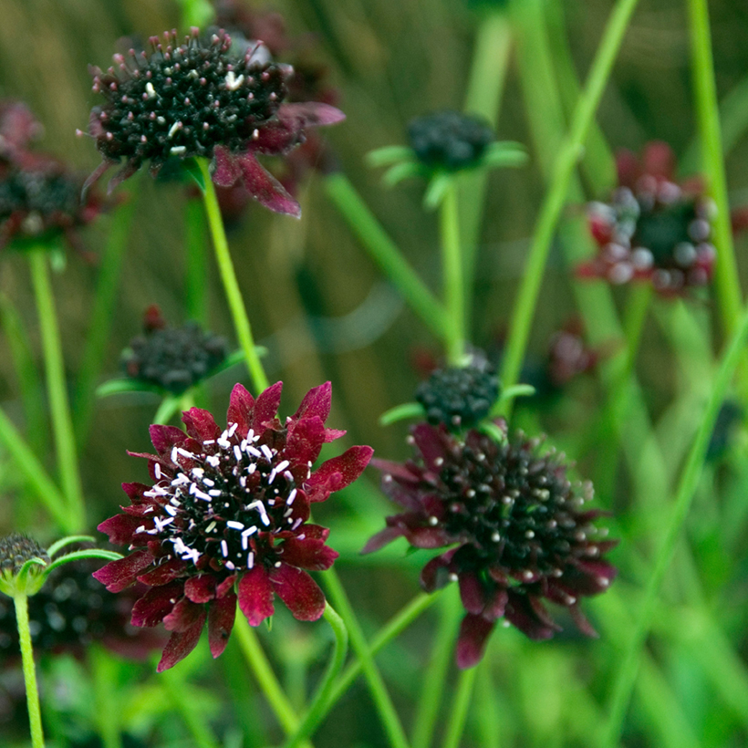 Scabious - Scabiosa atropurpurea Chile Black - Flowers almost black.