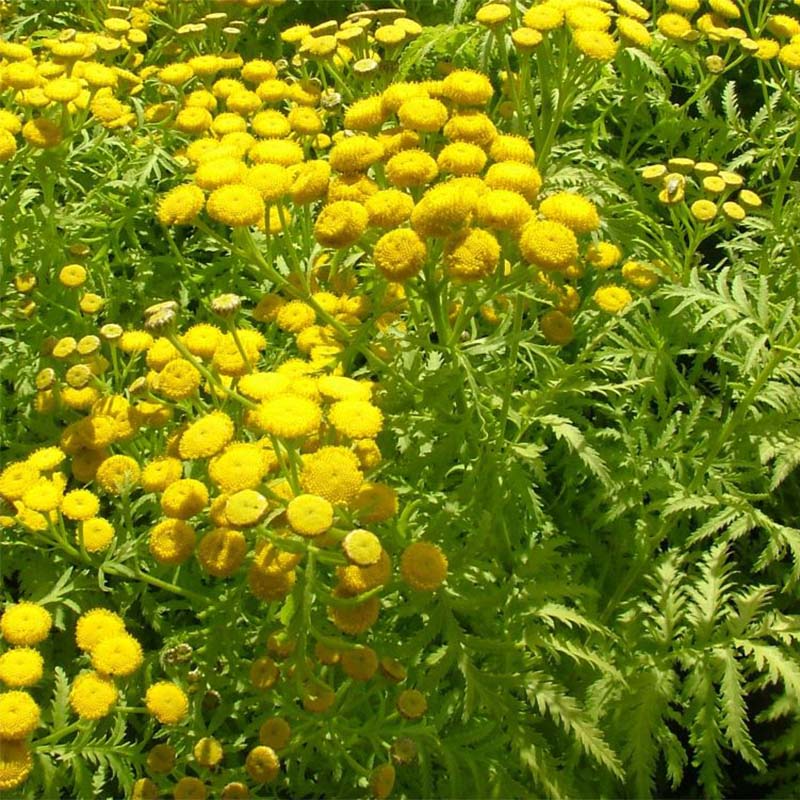 Tanacetum vulgare Isla Gold - Golden Tansy - Compact variety with ...