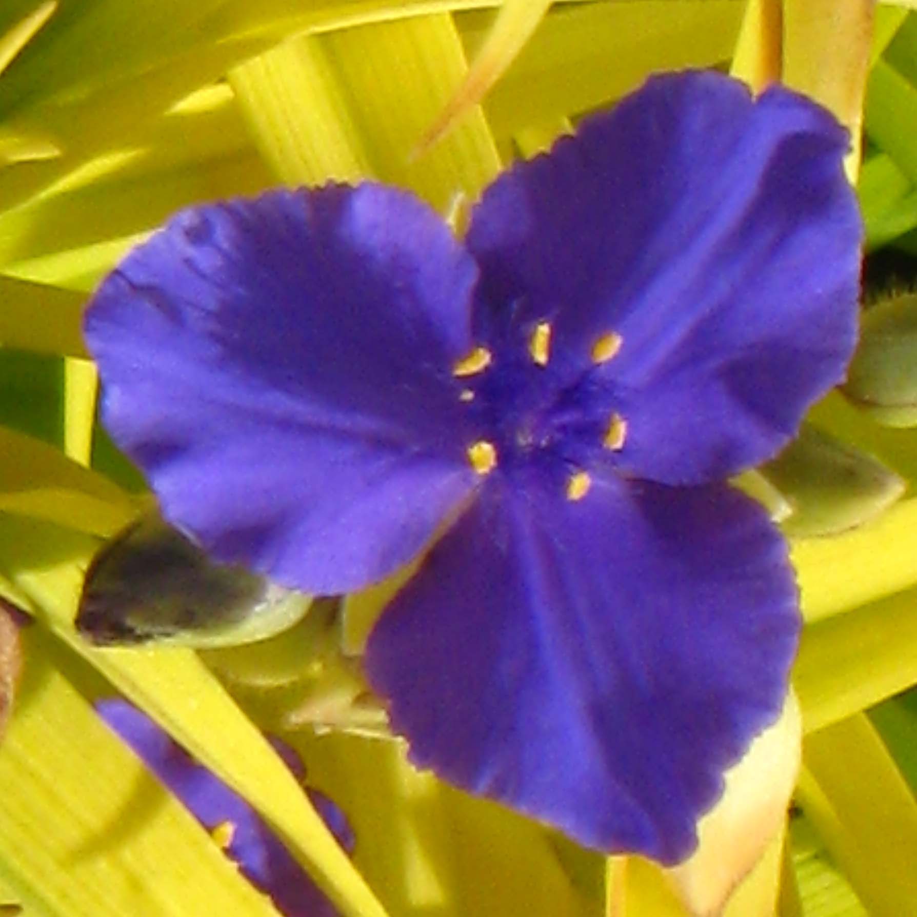 Tradescantia (Andersoniana Group) Sweet Kate - Virginian spiderwort ...