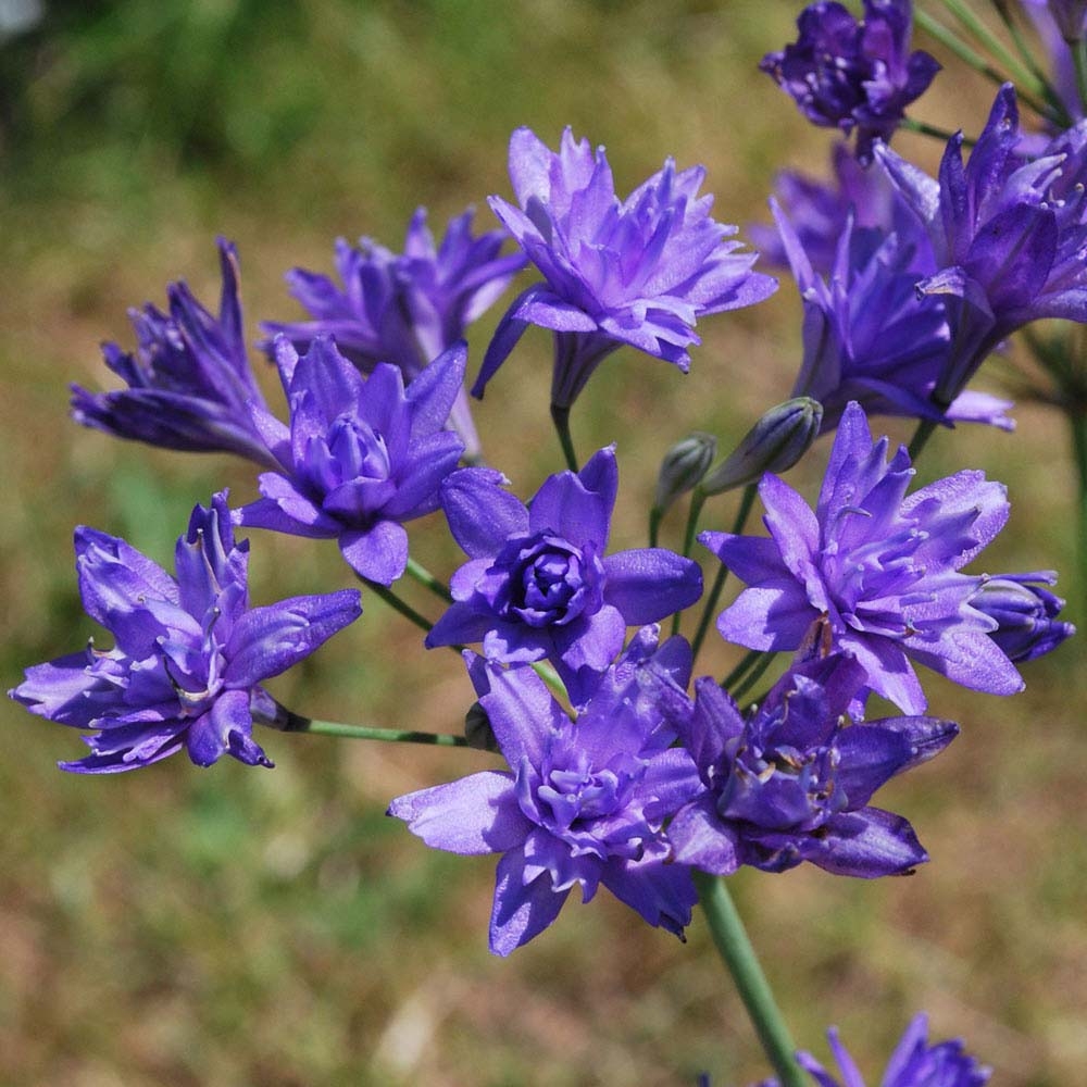 Brodiaea, Triteleia 'Aquarius' - Delightful bulbous plant offering ...