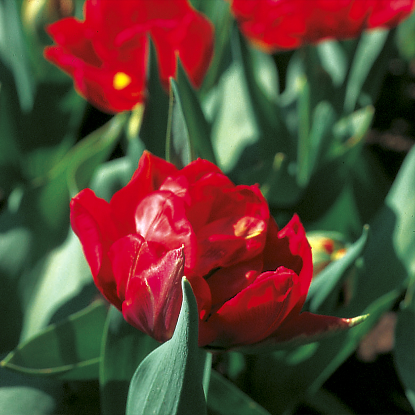Early Double Tulip 'Viking' - Bulb - Variety with red flowers