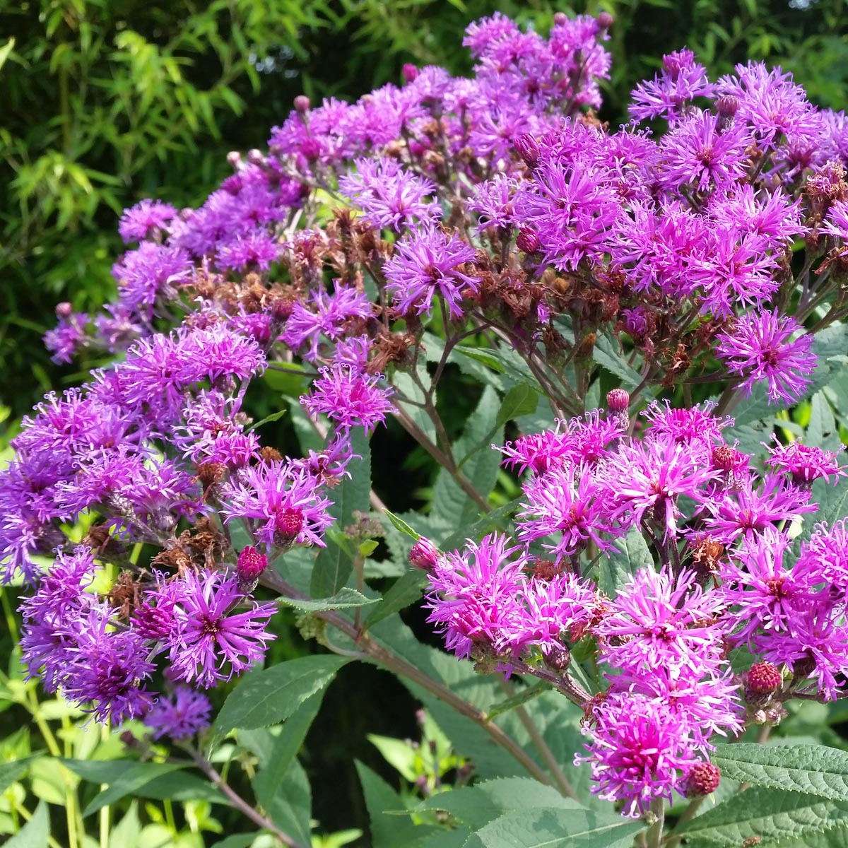 Vernonia crinita Mammuth - A robust perennial with magnificent mauve ...