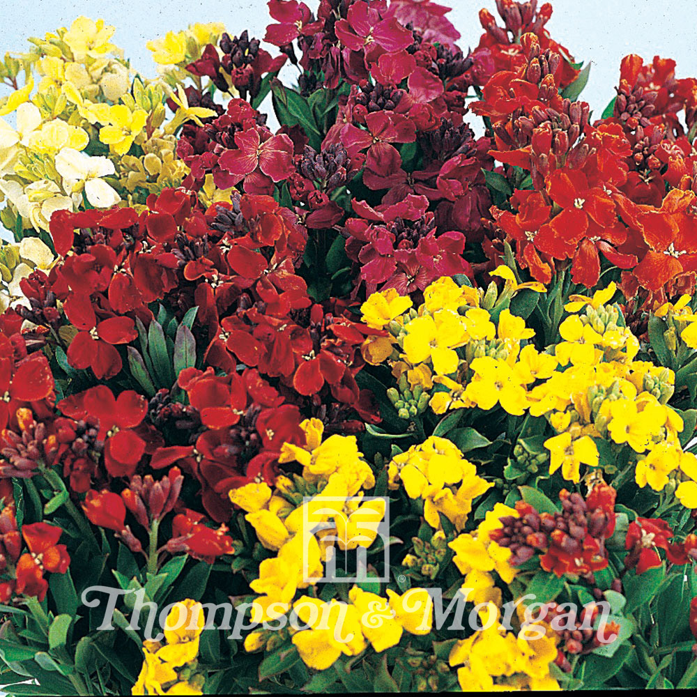 English Wallflower Bedding Mixed Seeds - Erysimum - Cheiranthus cheirii