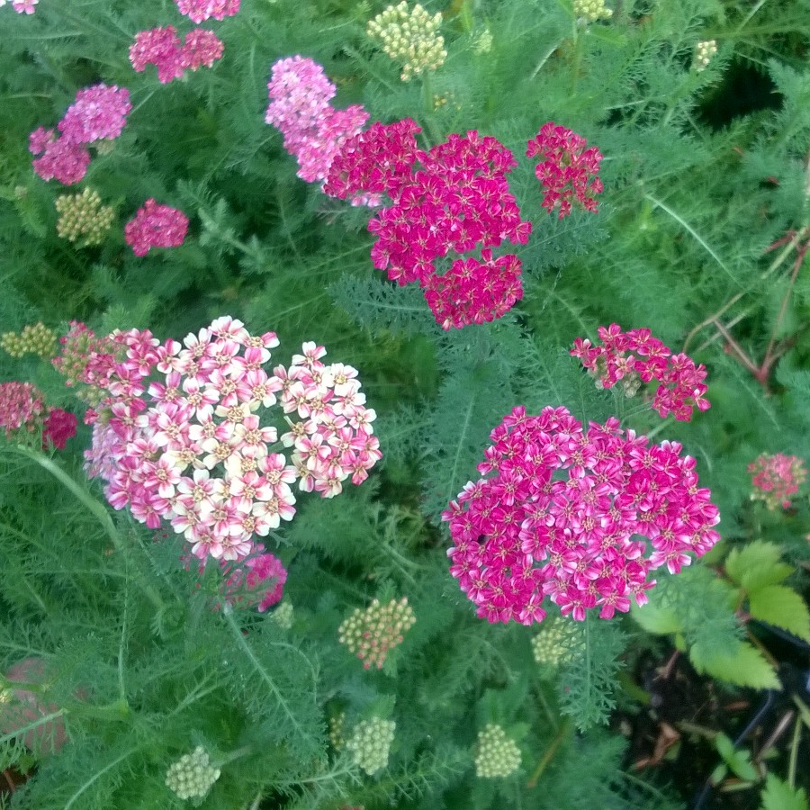 Achillea millefolium 'Desert Eve Deep Rose' - Yarrow - A compact, early ...