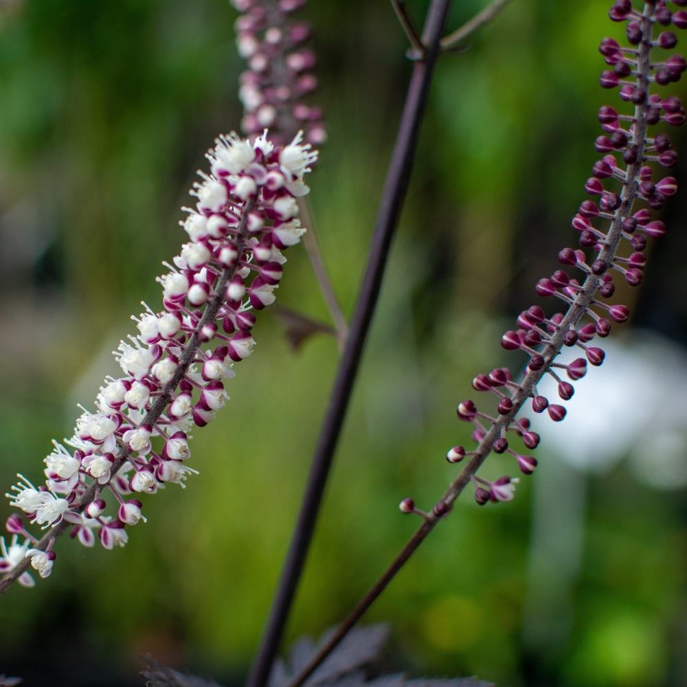 Actaea simplex Carbonella - with chocolate foliage