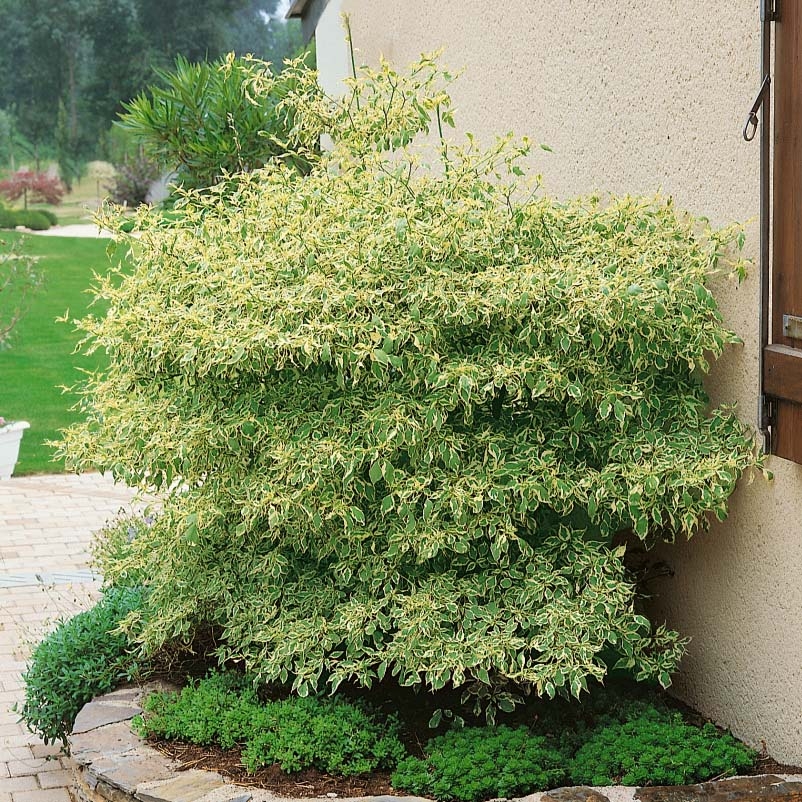 Cornus alternifolia 'Argentea' - Variegated alternate-leafed dogwood ...