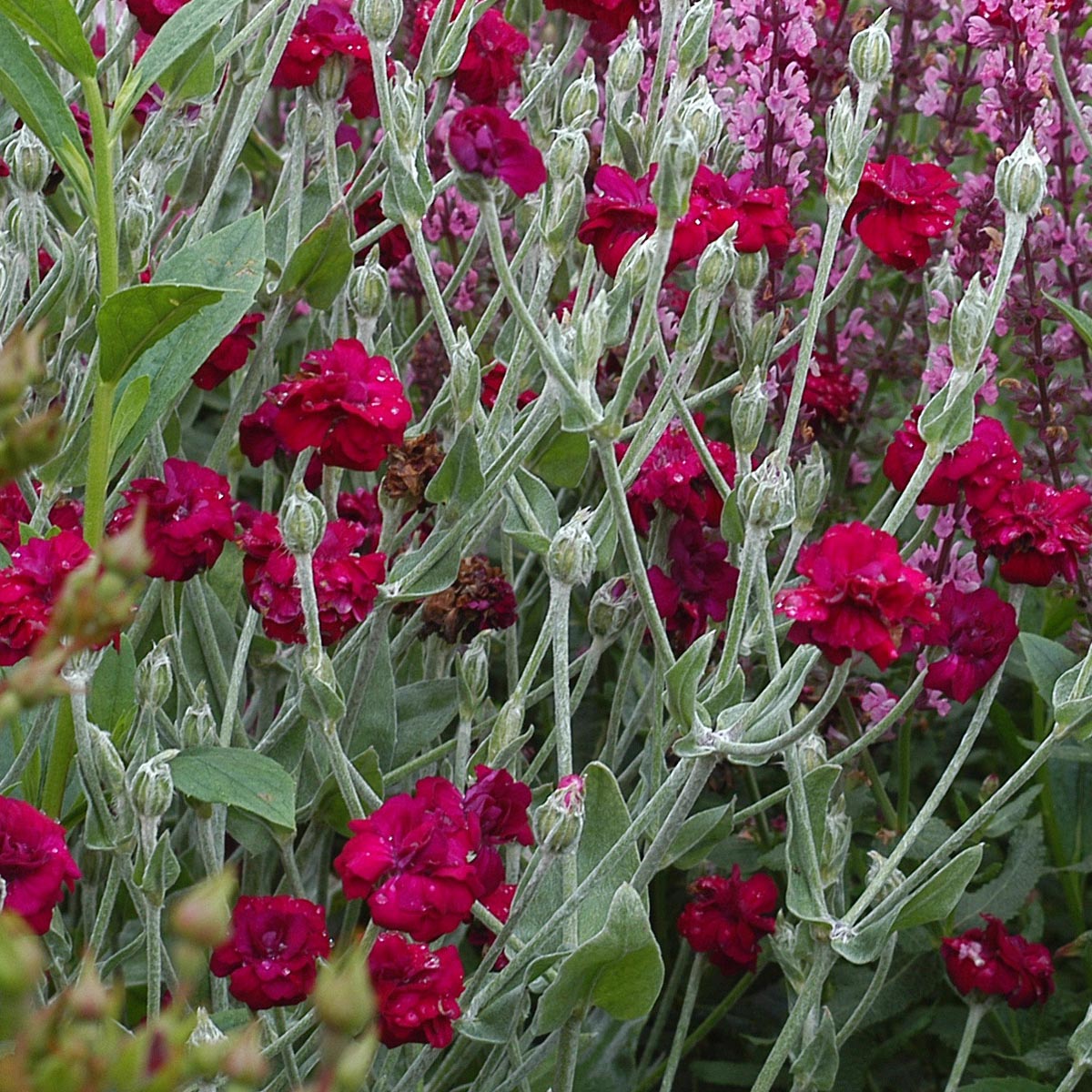Lychnis coronaria Gardeners World - double flowers