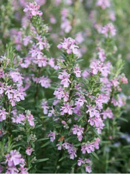 Rosemary - Rosmarinus officinalis Majorca Pink with pink flowering.